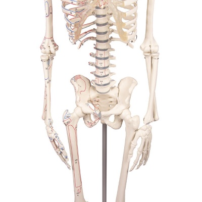 Mini Skeleton Models | Health and Care